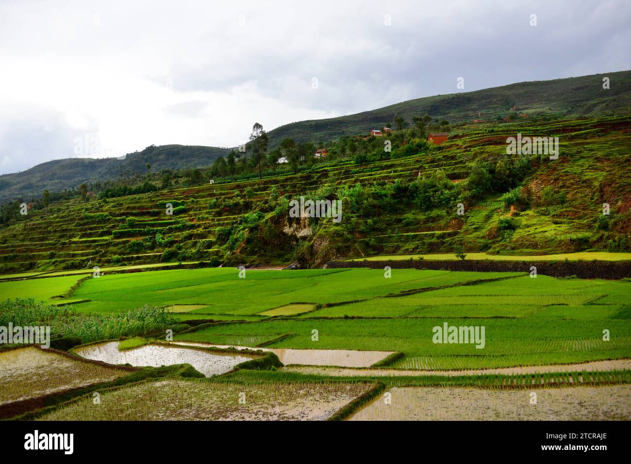 Paddy fields cultivation in Central East Madagascar Stock Photo - Alamy