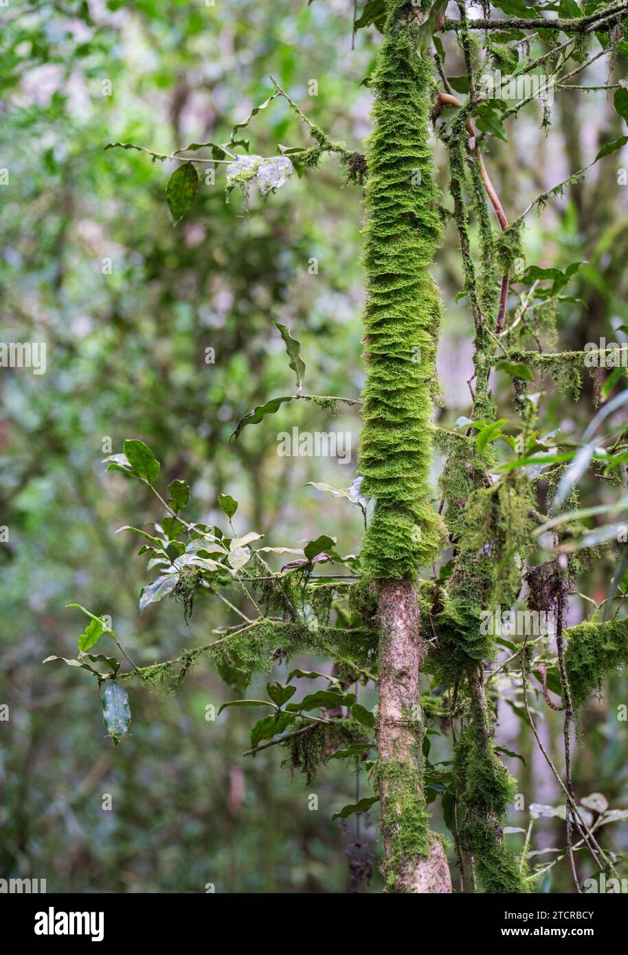 Moss Covered Tree in a Pure and Humid Environment Stock Photo - Alamy