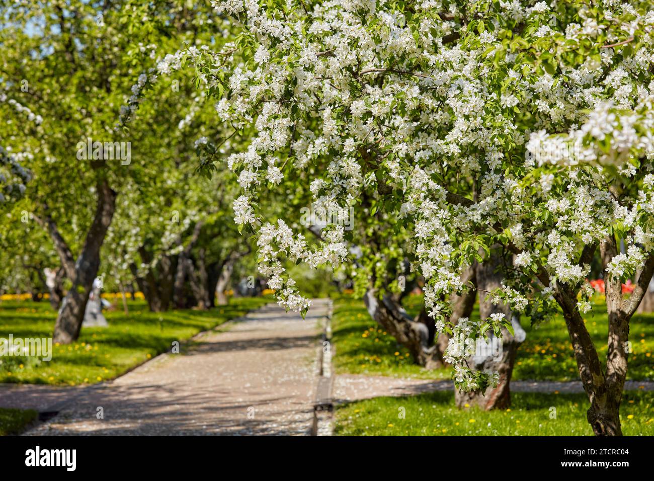 Orchard in Kolomenskoye estate with apple trees (Malus domestica) in ...
