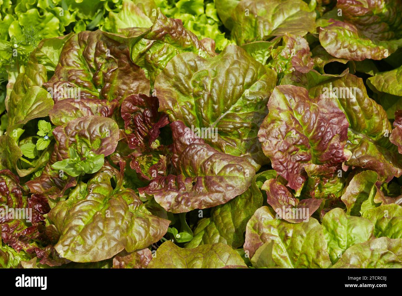 Reddish green leafy lettuce grows in organic allotment garden Stock ...