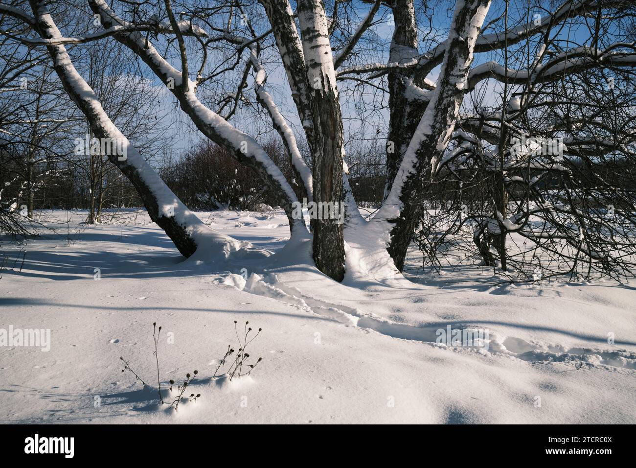 Old gnarled birch tree covered deep in snow in Bitsevski Park (Bitsa ...