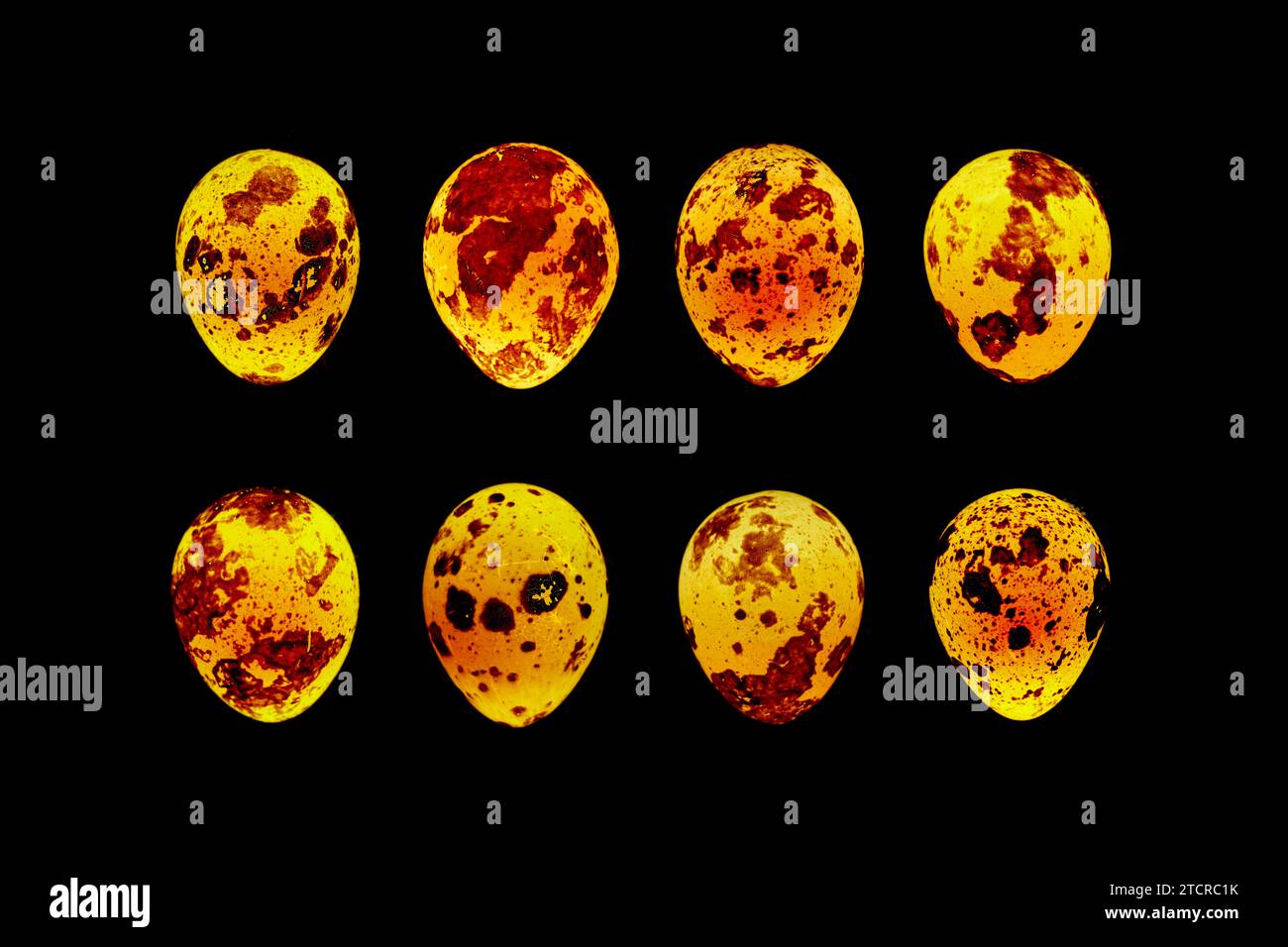Group of eight luminous quail eggs against black background Stock Photo ...