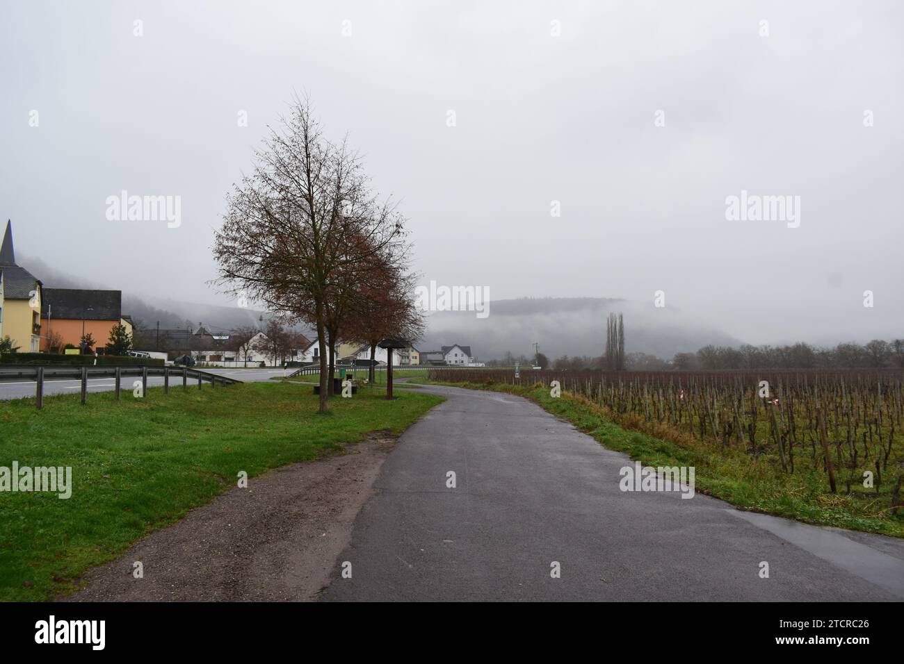 vineyards around village Ensch in Mosel valley with low fog Stock Photo ...