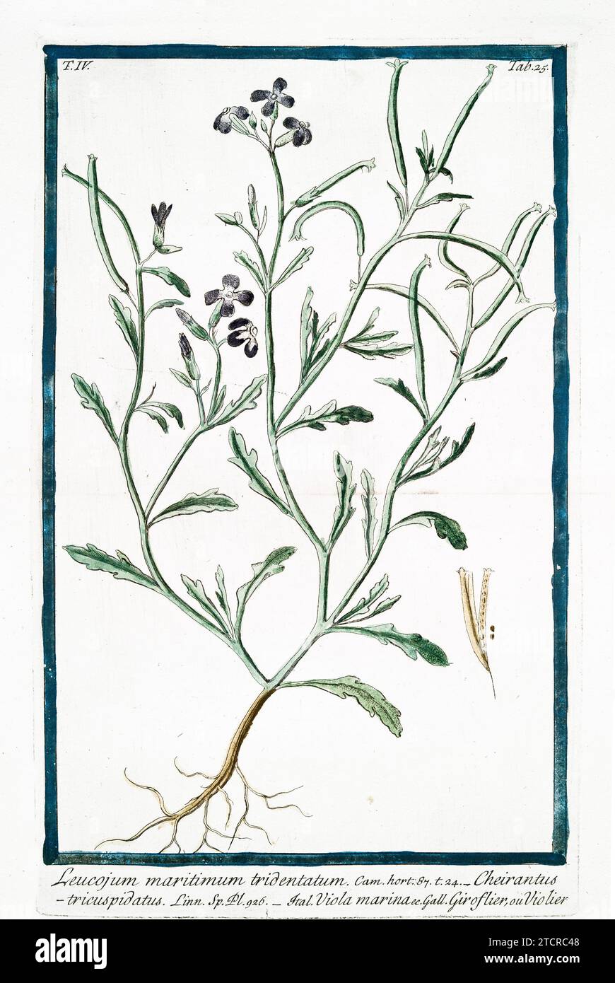 Old illustration of Three-horned Stock. By G. Bonelli on Hortus Romanus ...