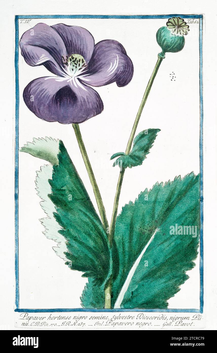 Poppy flower drawing hi-res stock photography and images - Alamy