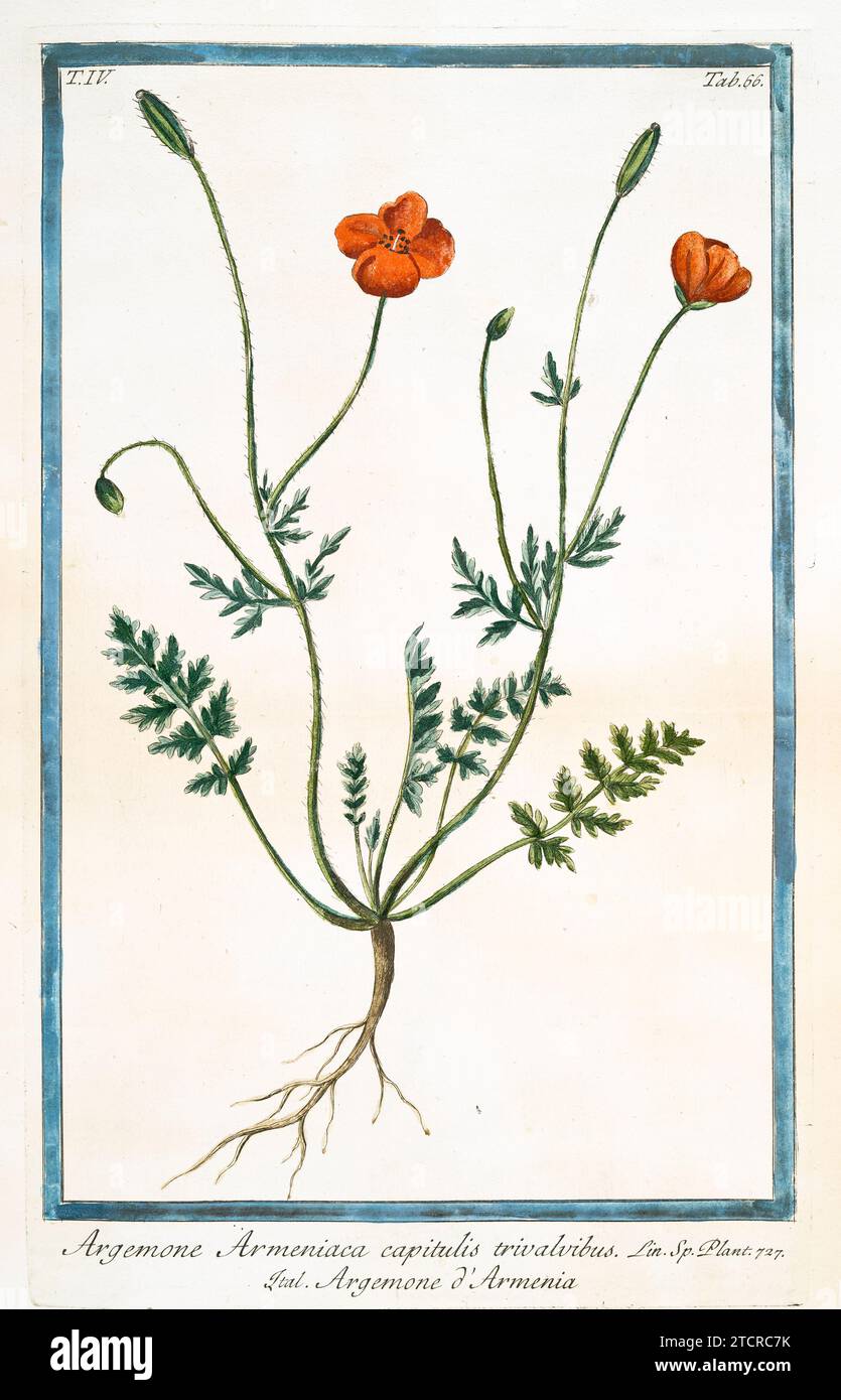 Poppies Botanical Illustration