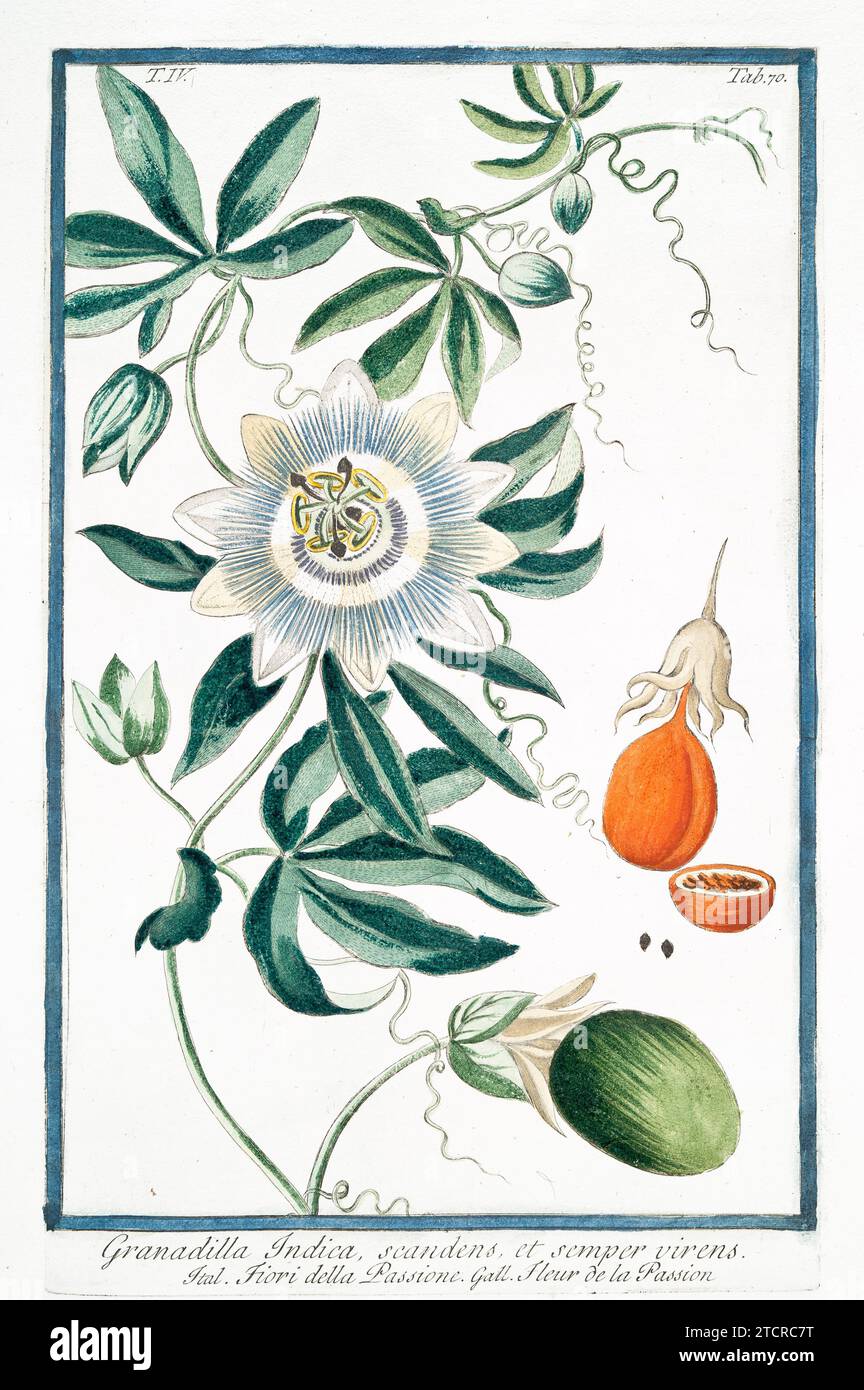 Old illustration of Passiflora. By G. Bonelli on Hortus Romanus, publ ...