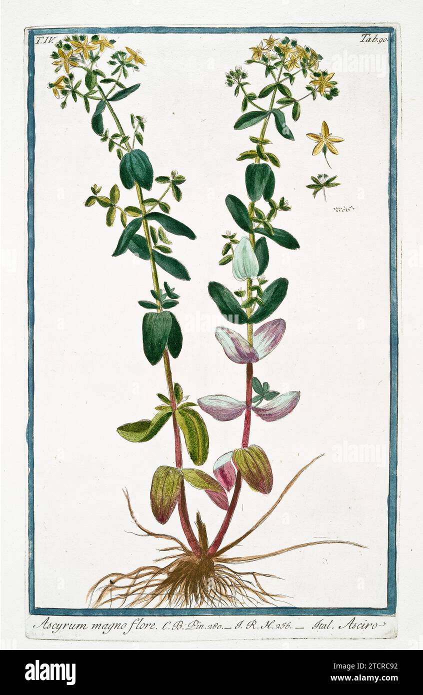 Old illustration of Arcadian St. John's wort . By G. Bonelli on Hortus ...