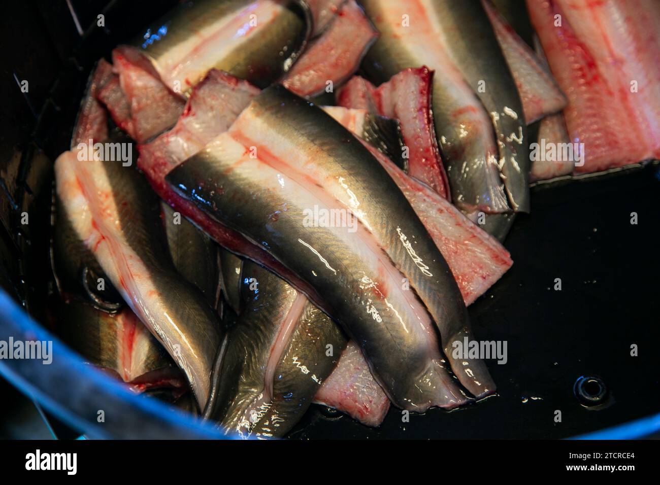 Japanese chef preparing and cleaning an eel. Grilled smoked eel is the ...