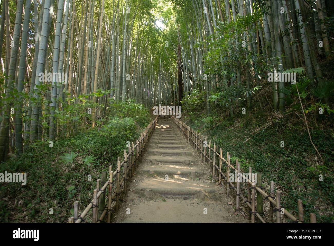 Old samurai road in the middle of a bamboo forest in Sakura, Japan ...