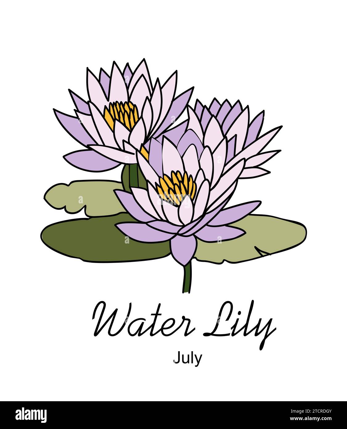 July Flower Of The Month July Birth Month Flower Print – Leah Ingram