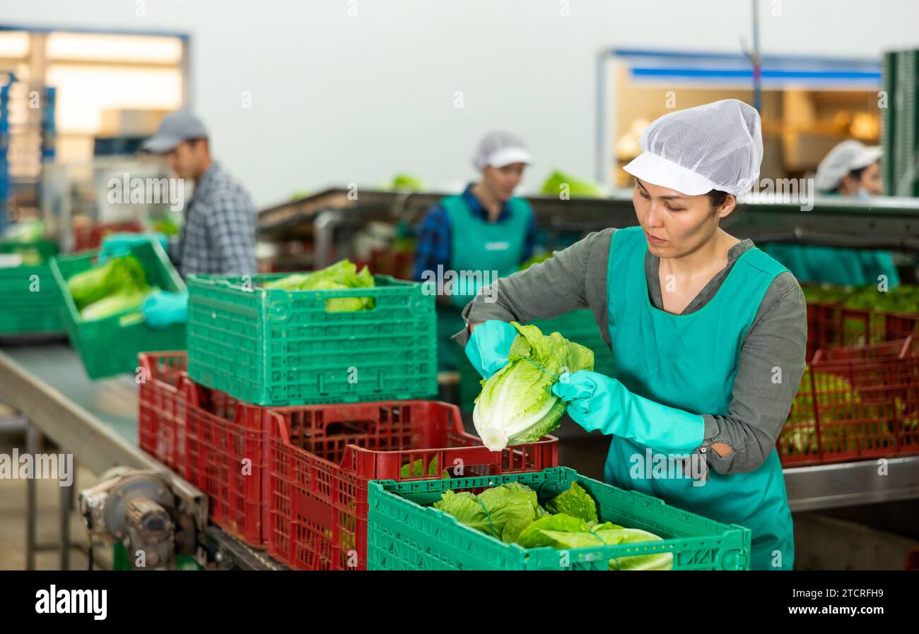 Workwoman arranging lettuce in boxes on vegetable sorting line Stock ...