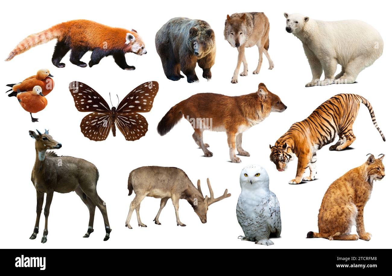 asia animals isolated Stock Photo - Alamy