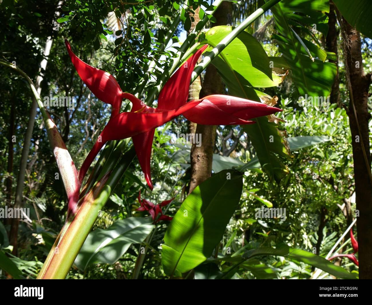 Heliconia stricta red bracts and flowers, tropical flowers in bloom in ...