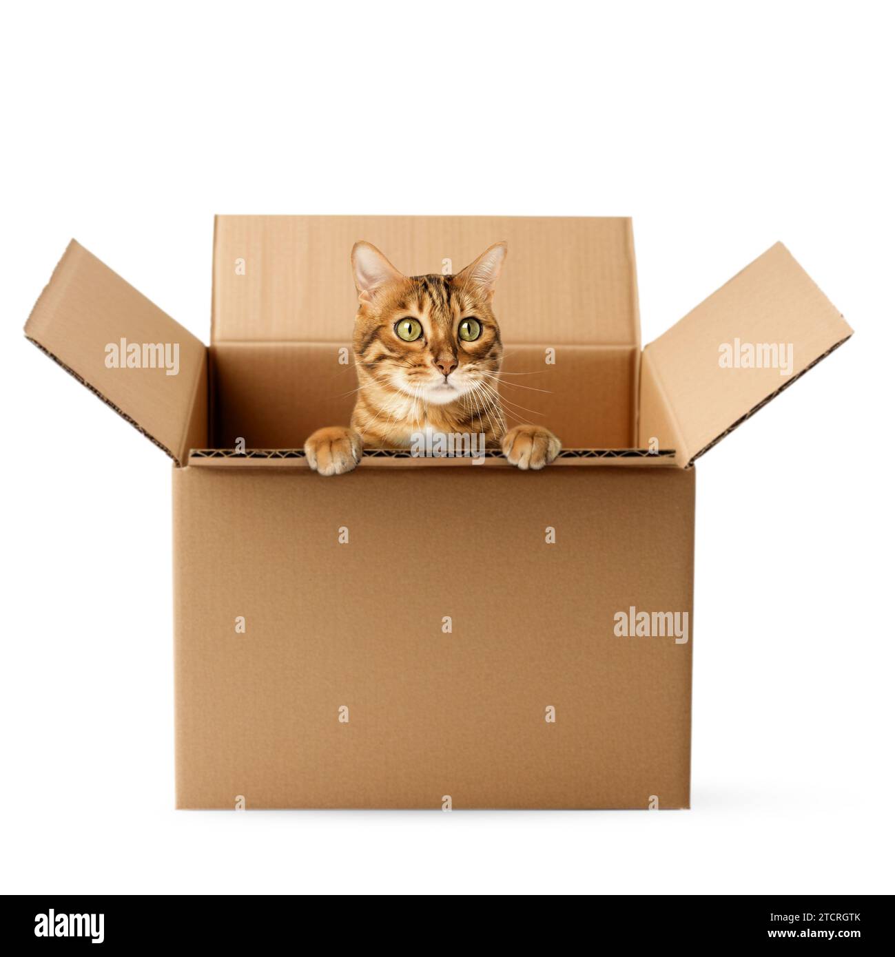 Cute Bengal cat sitting in a cardboard box. The cat looks out of the ...