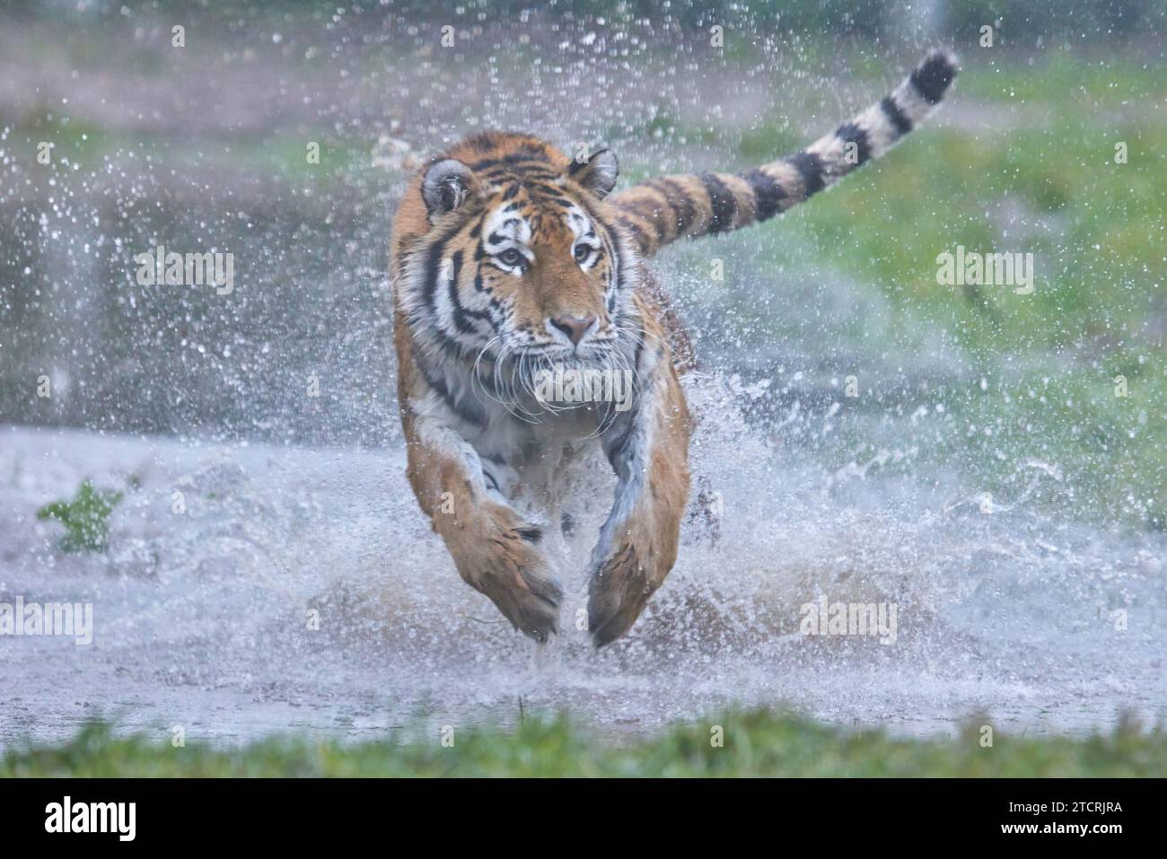 Tigress making splashes UK EXCITING images of a tigress running ...