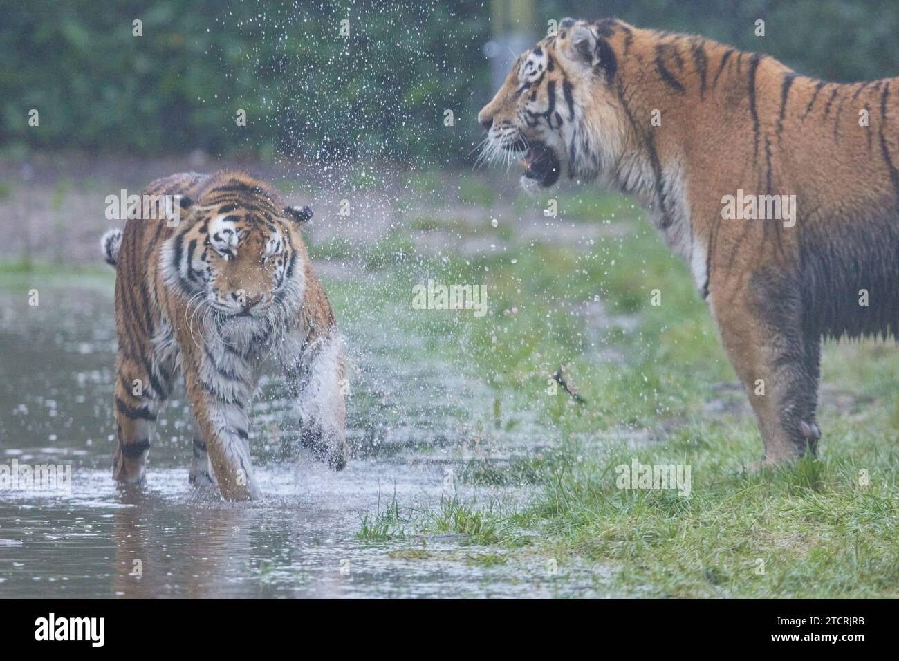 Tigers being playful UK EXCITING images of a tigress running ...