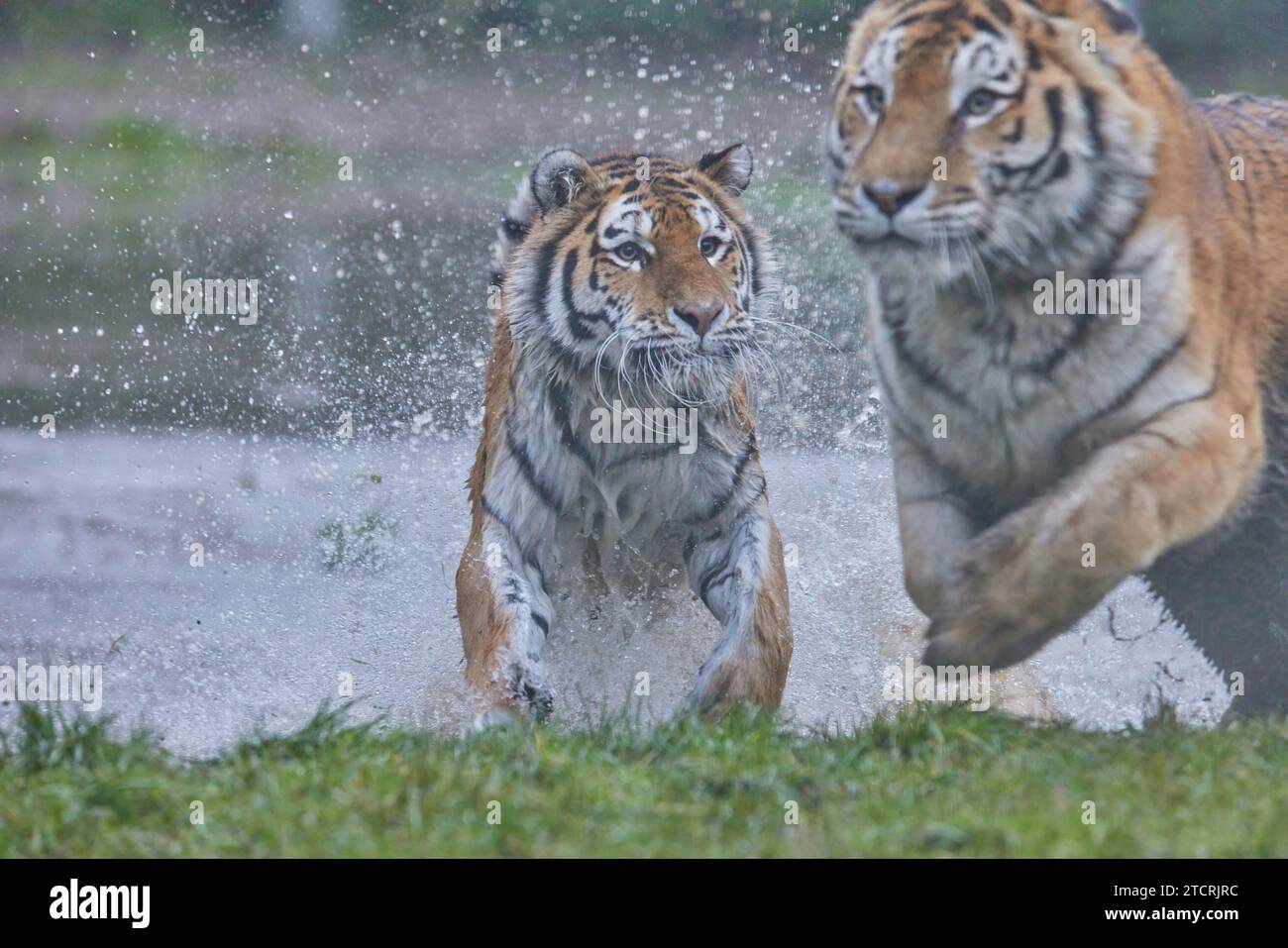 Male tiger playfully running away from tigress UK EXCITING images of a ...