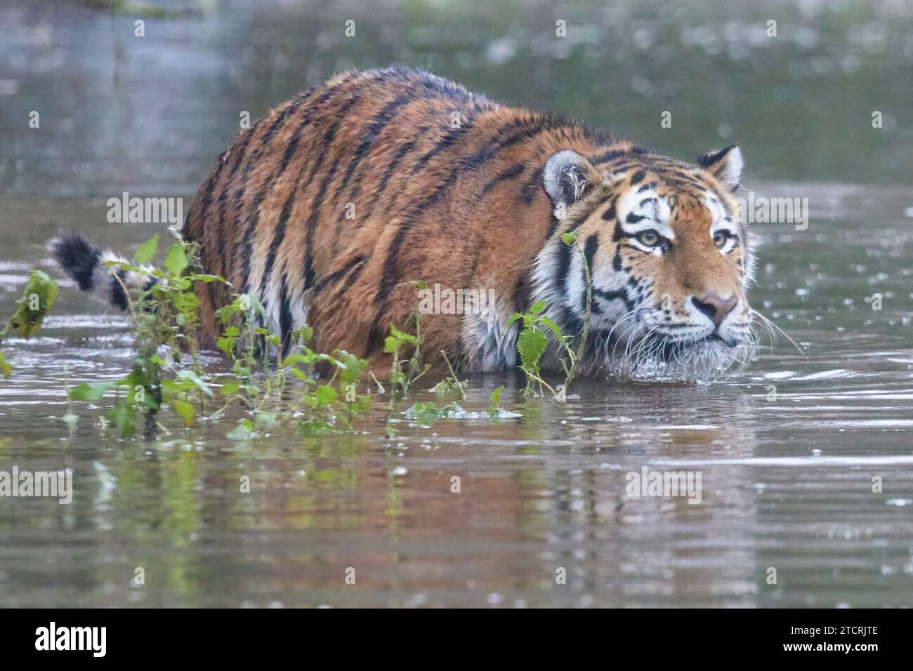 A Tigress playfully stalks a male tiger UK EXCITING images of a tigress ...