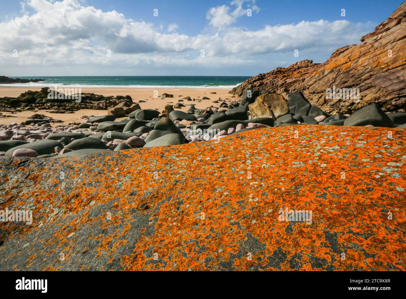 Orange lichen on a rock, beach in Côtes-d'Armor, Brittany, France Stock ...