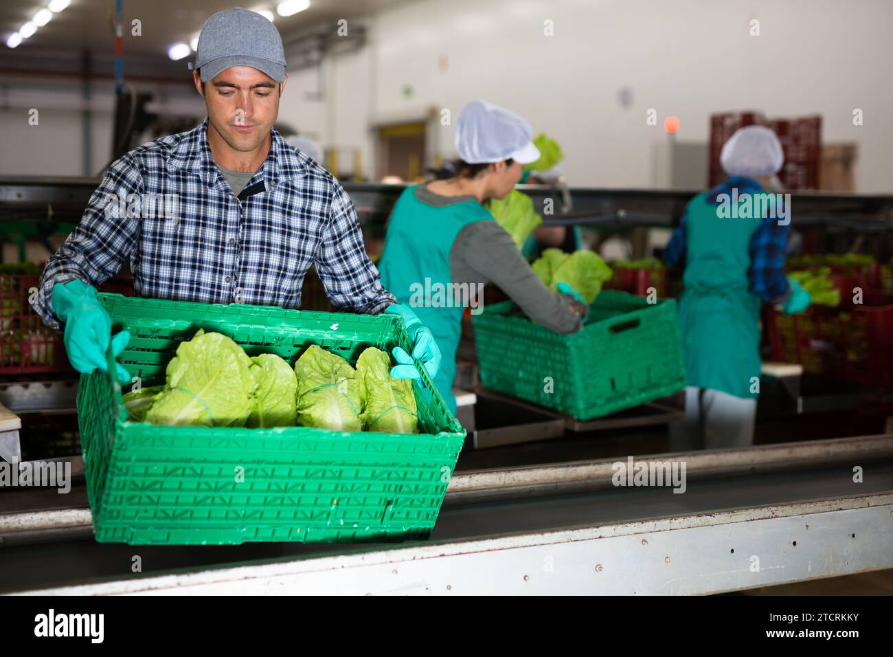 Worker of vegetable sorting factory arranging boxes with lettuce Stock ...