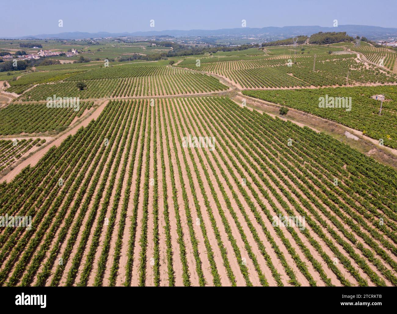 Aerial view of vineyard plantations Stock Photo - Alamy