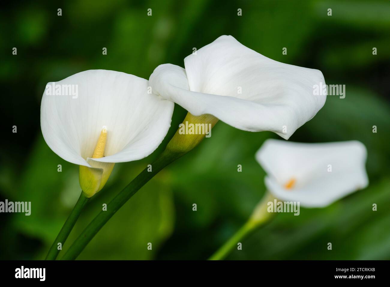 Zantedeschia aethiopica, calla lily, arum lily, white, trumpet-shaped ...