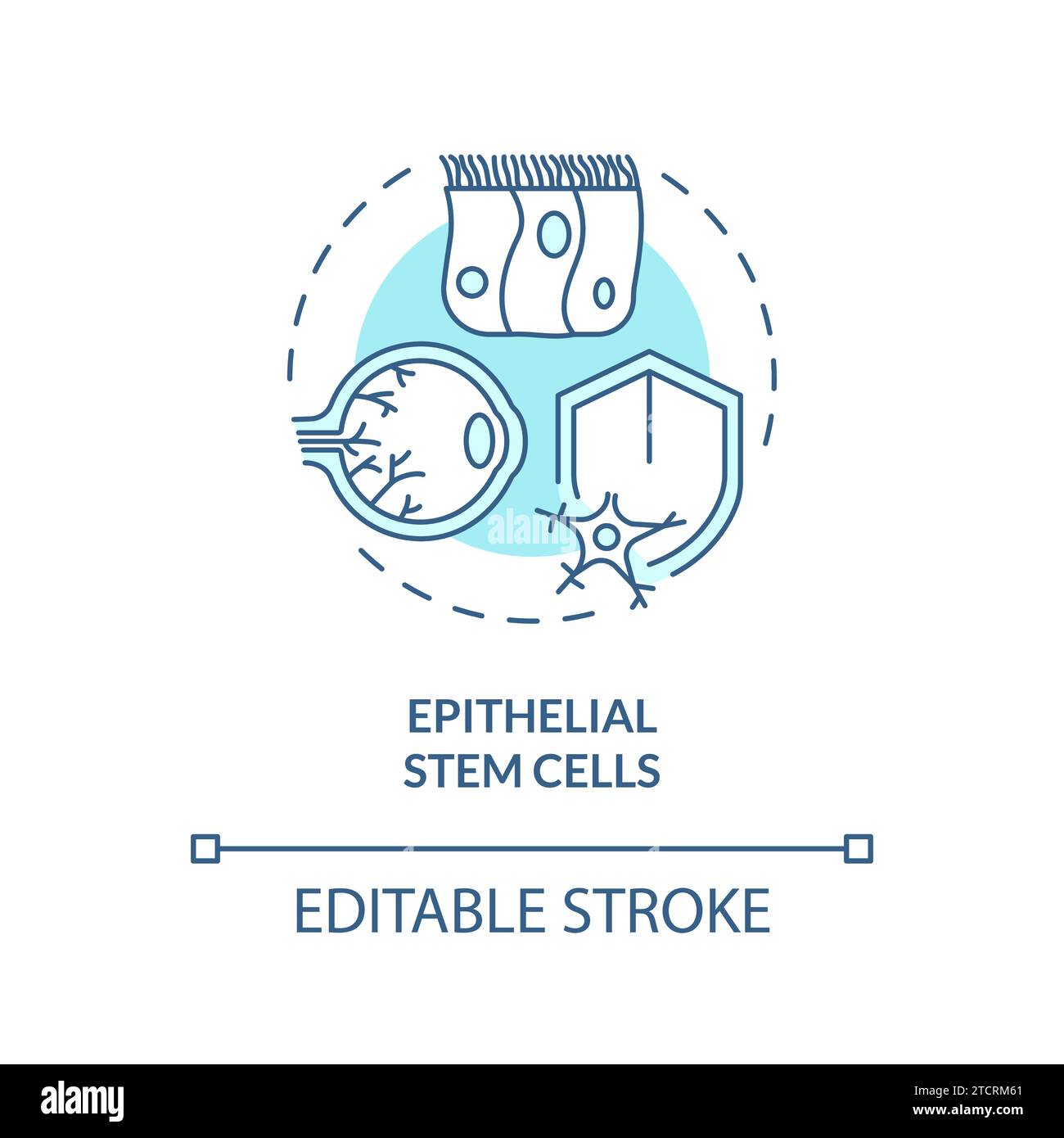 Thin line simple blue epithelial stem cells icon concept Stock Vector Image & Art - Alamy