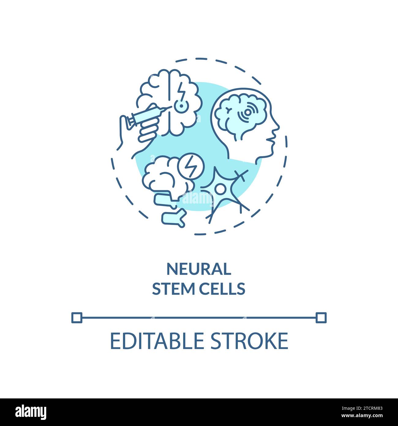 Neural stem cell Stock Vector Images - Alamy