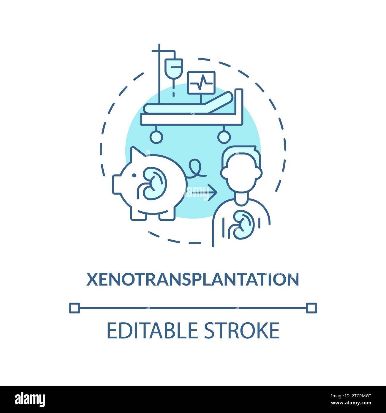 Thin line simple blue xenotransplantation icon concept Stock Vector Image & Art - Alamy