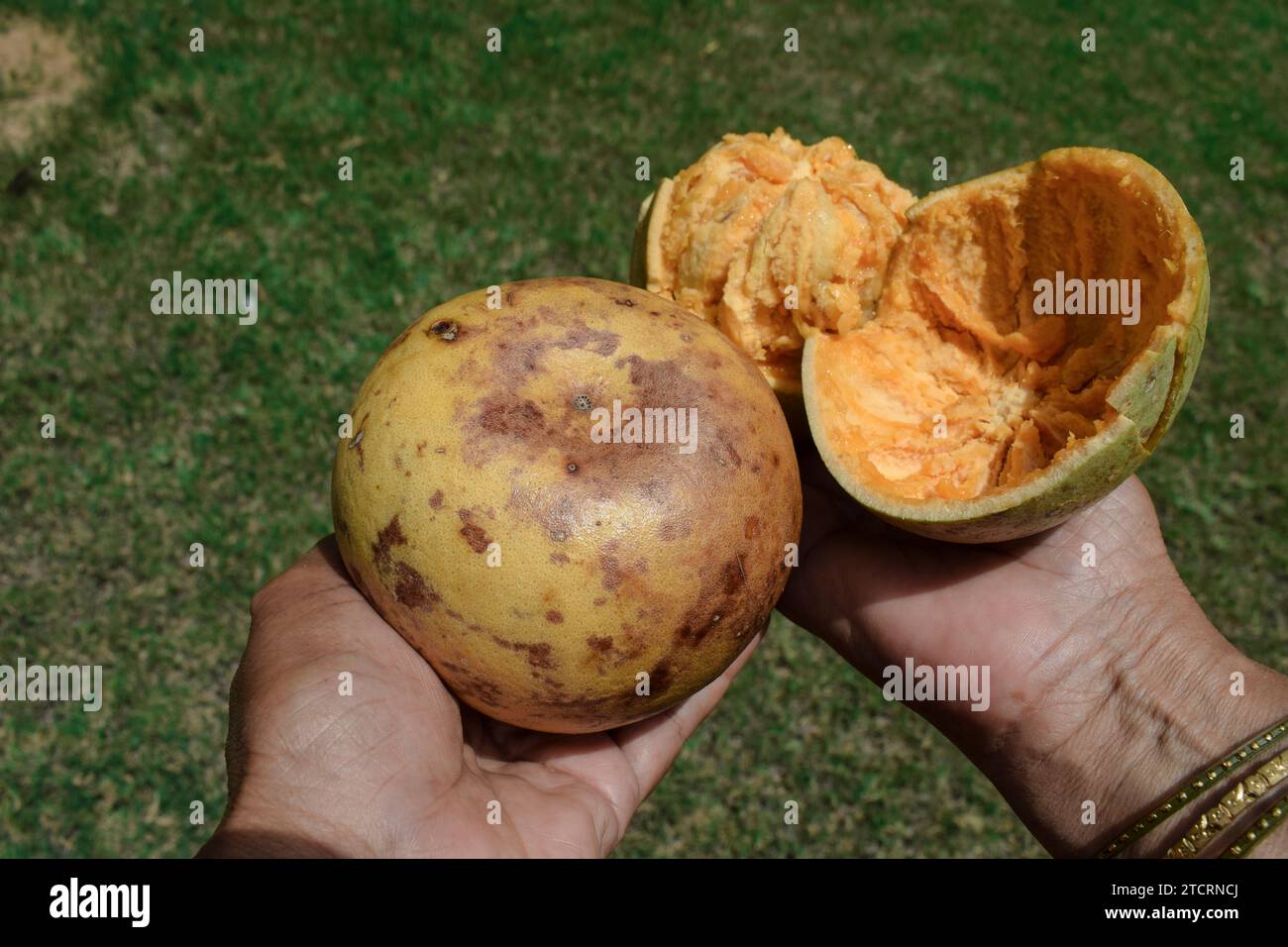 Ripe bael fruit hi-res stock photography and images - Alamy