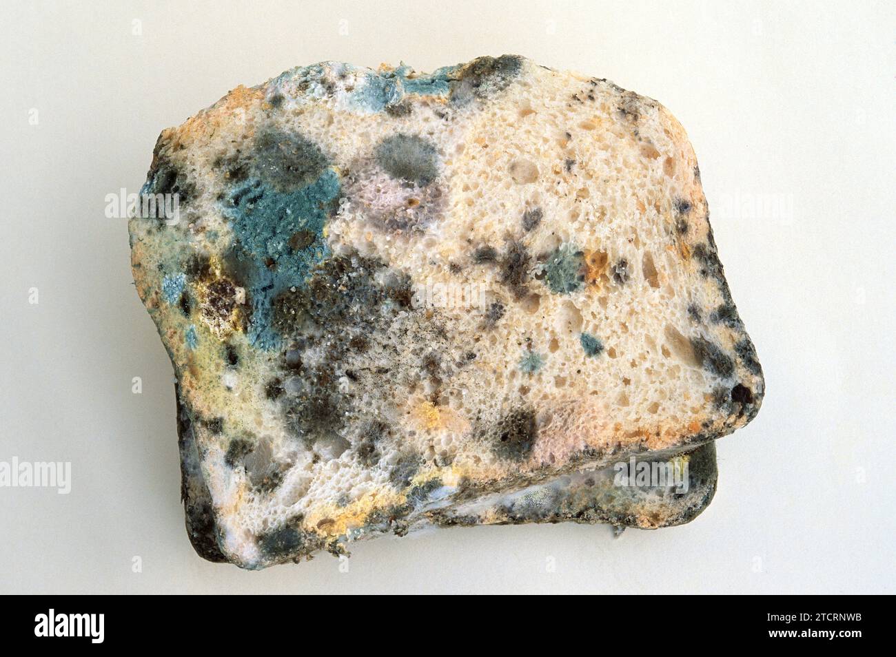 Black bread mold (Rhizopus stolonifer or Rhizopus nigricans) colonizing ...