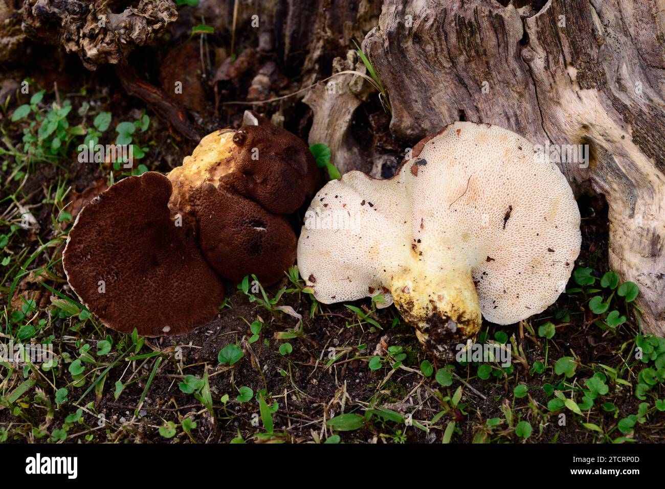 Albatrellus pes-caprae, Polyporus pes-caprae or Scutiger pes-caprae is ...