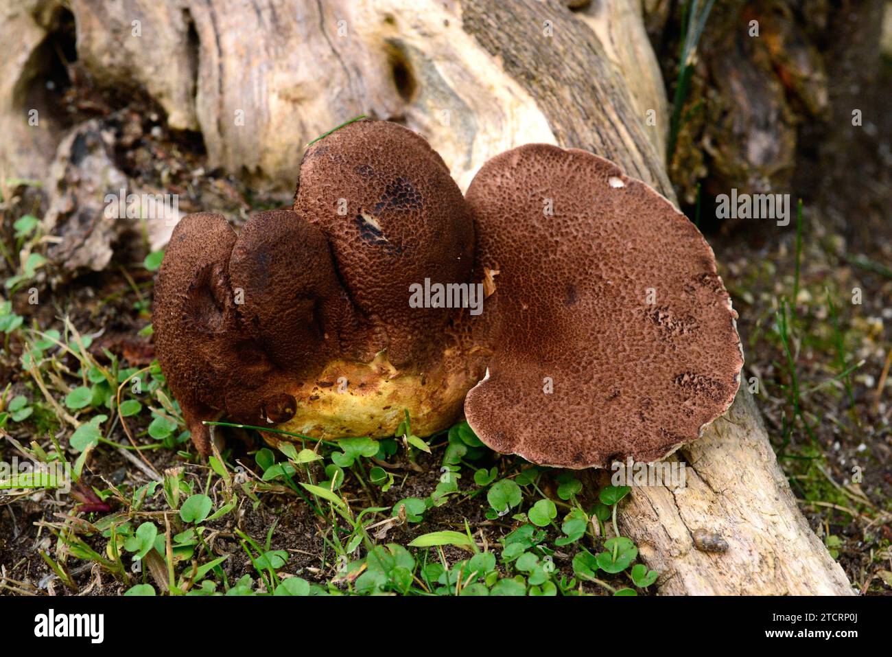 Albatrellus pes-caprae, Polyporus pes-caprae or Scutiger pes-caprae is ...