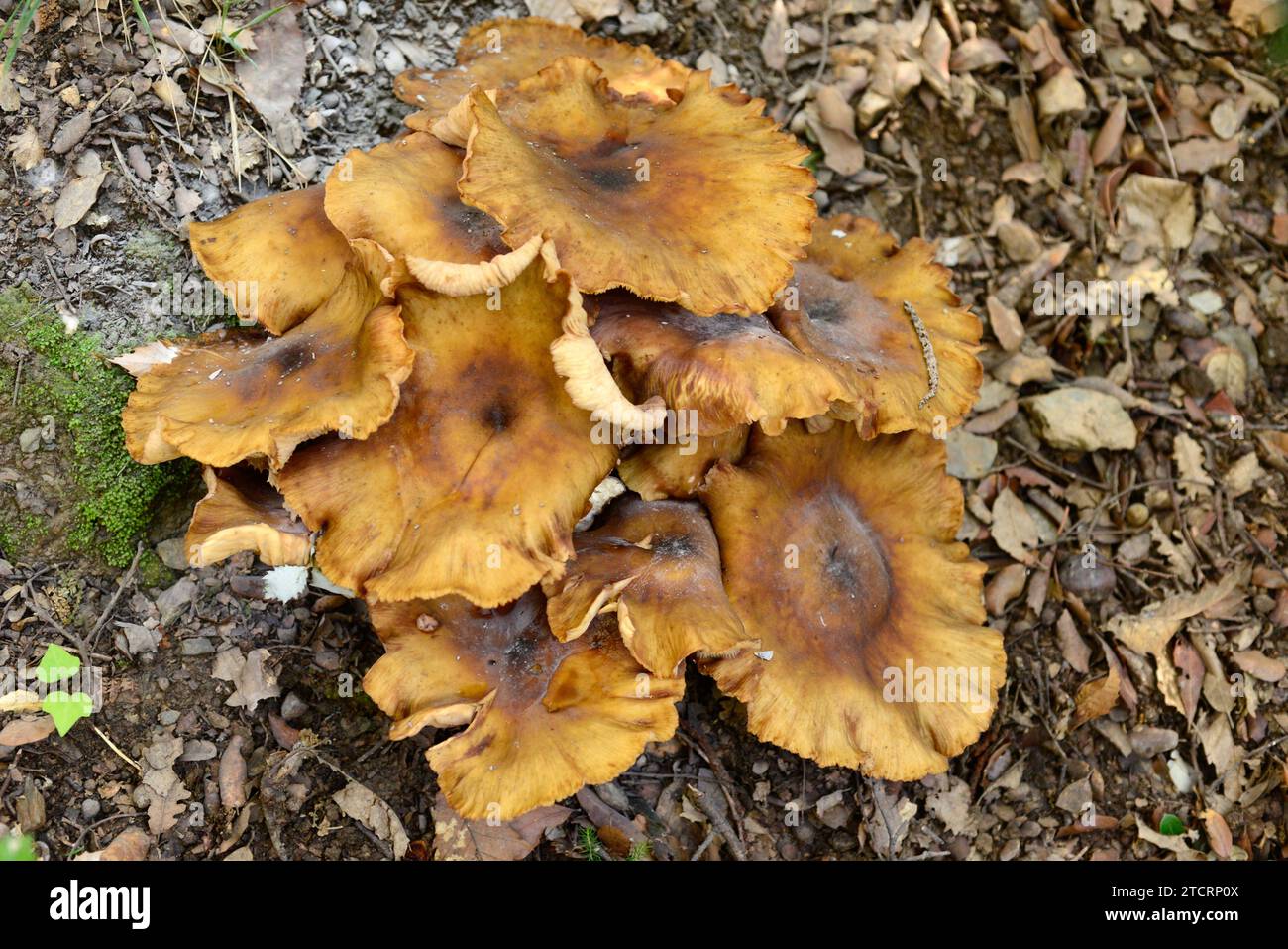 Honey fungus (Armillaria mellea) is an edible fungus pathogen of plants ...