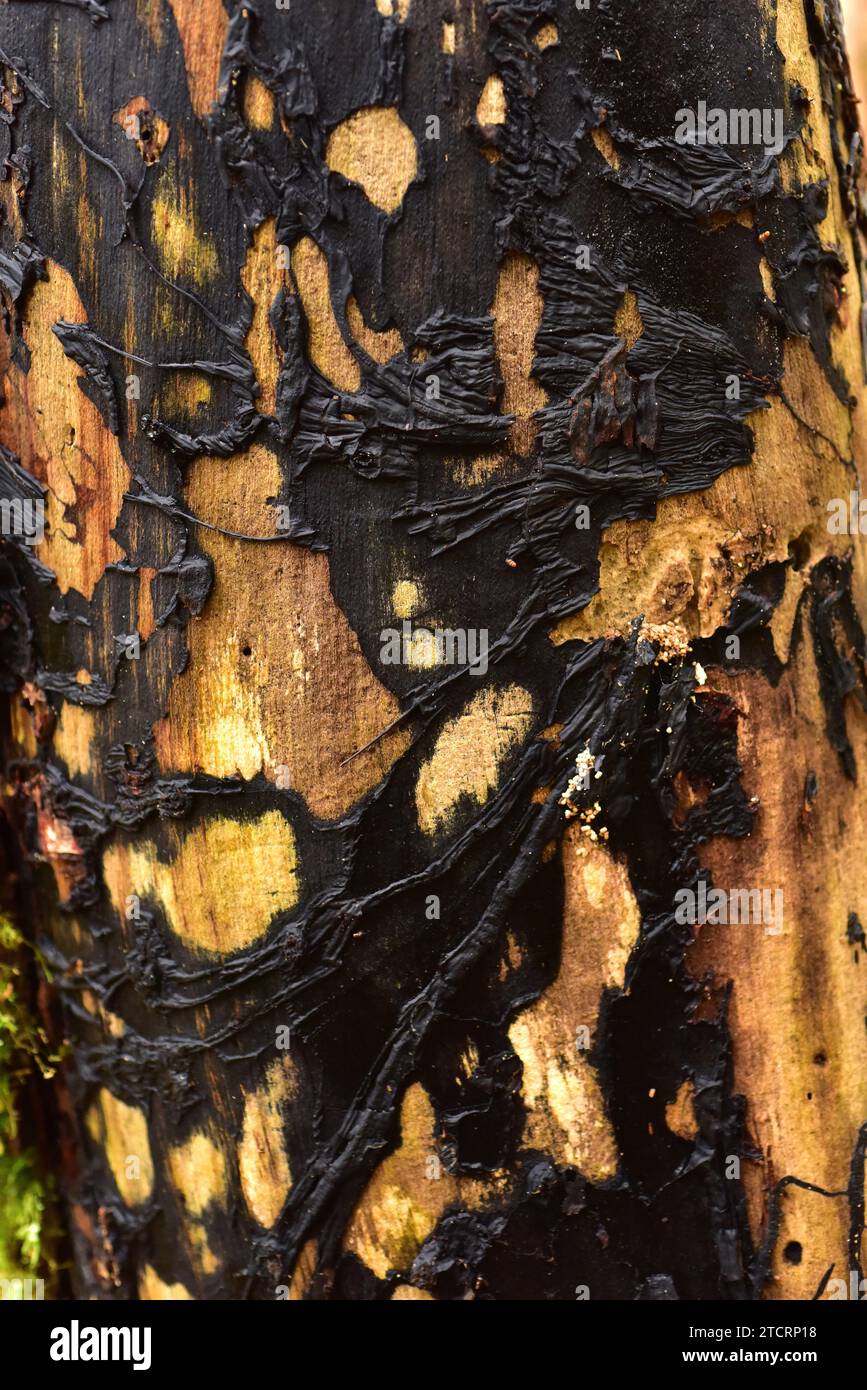 Armillaria sp. hyphae invading a dead trunk. This photo was taken in ...