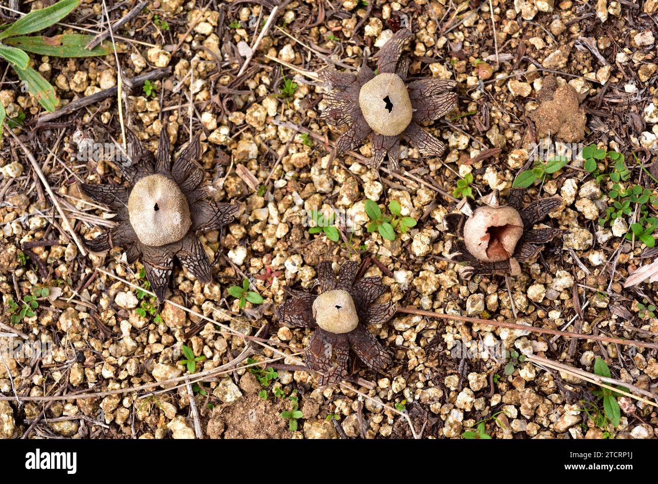Hygroscopic earthstar (Astraeus hygrometricus or Geastrum hygrometricum ...