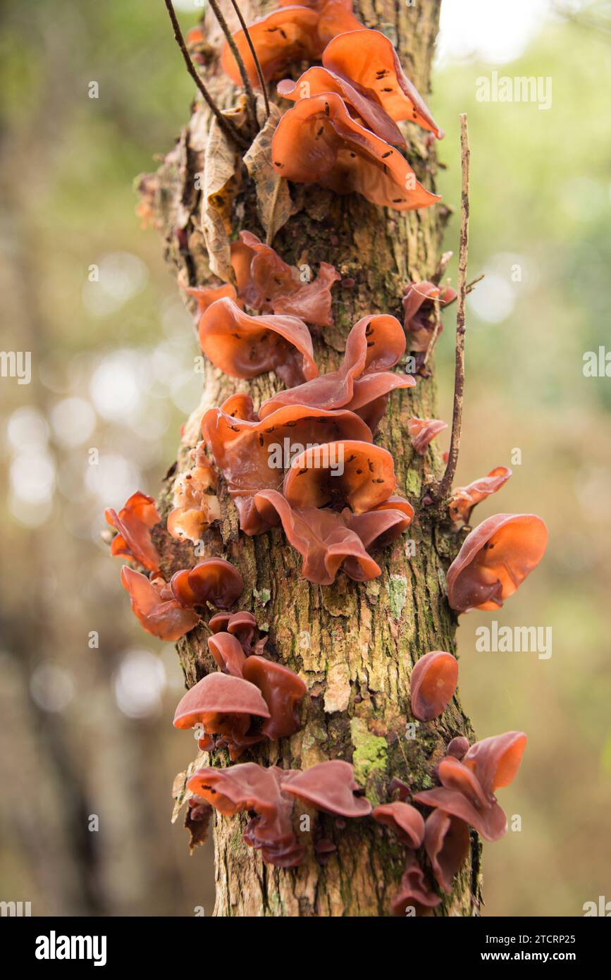 Auricularia fuscosuccinea is a parasitic or saprophyte fungus. This ...