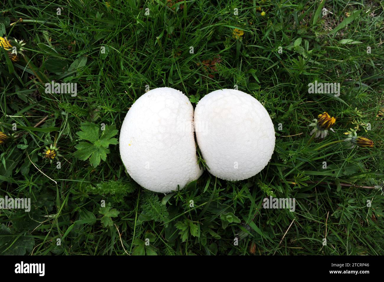 Purple-spored puffball (Calvatia cyathiformis) is a mushroom that grows ...