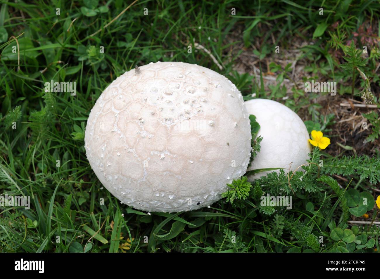 Purple-spored puffball (Calvatia cyathiformis) is a mushroom that grows ...