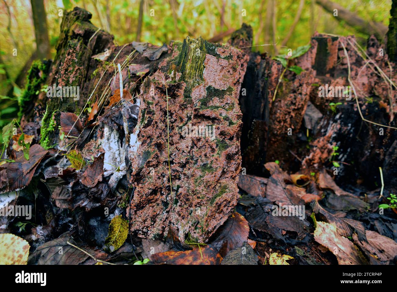 Silver leaf (Chondrostereum purpureum) is a parasitic fungus. This ...