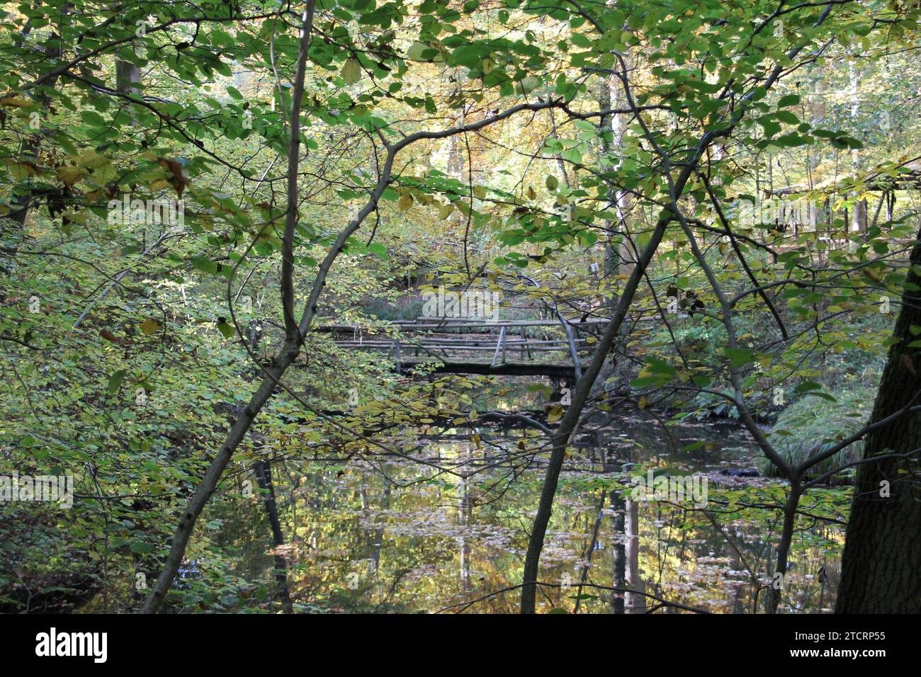 Picturesque wooden bridge over a stream in the autumn forest hi-res ...