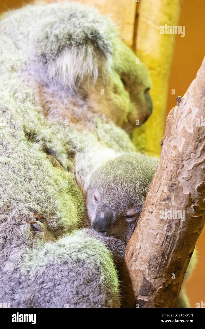 Dresden, Germany. 14th Dec, 2023. A cub in the pouch of female koala ...