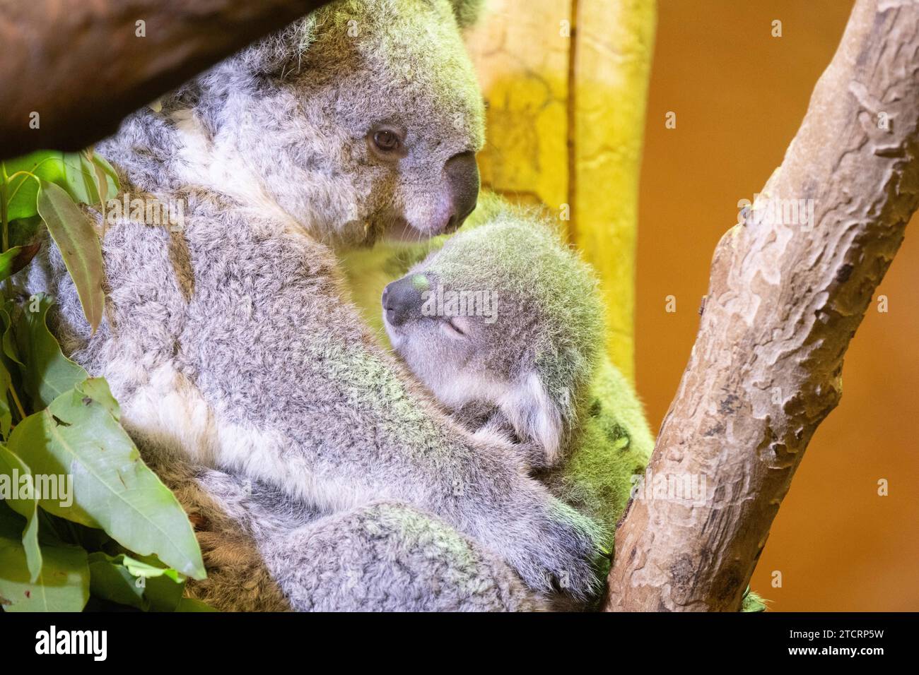 Dresden, Germany. 14th Dec, 2023. A cub in the pouch of female koala Eerin in her enclosure at ...