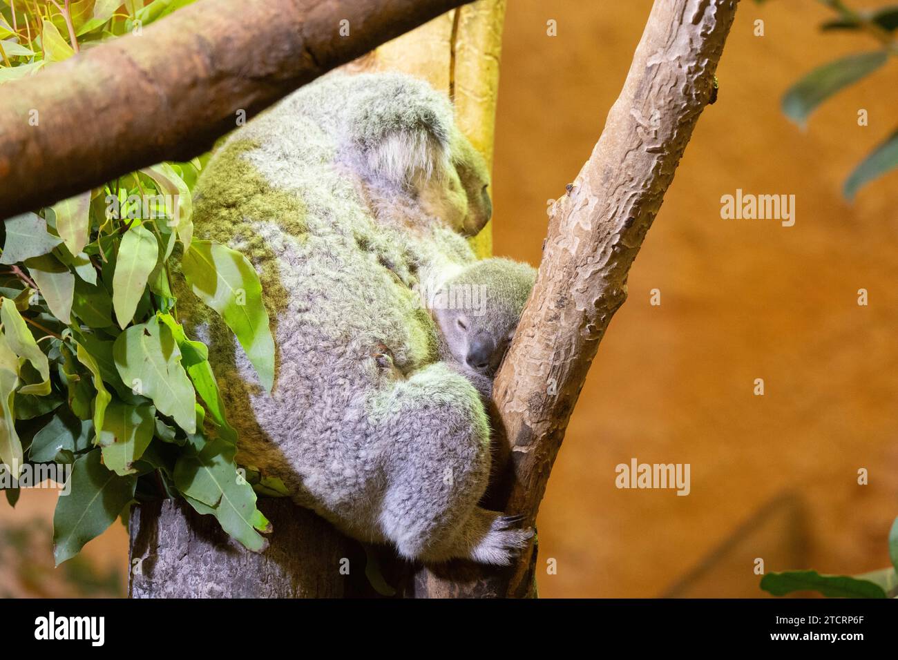 Dresden, Germany. 14th Dec, 2023. A cub in the pouch of female koala ...