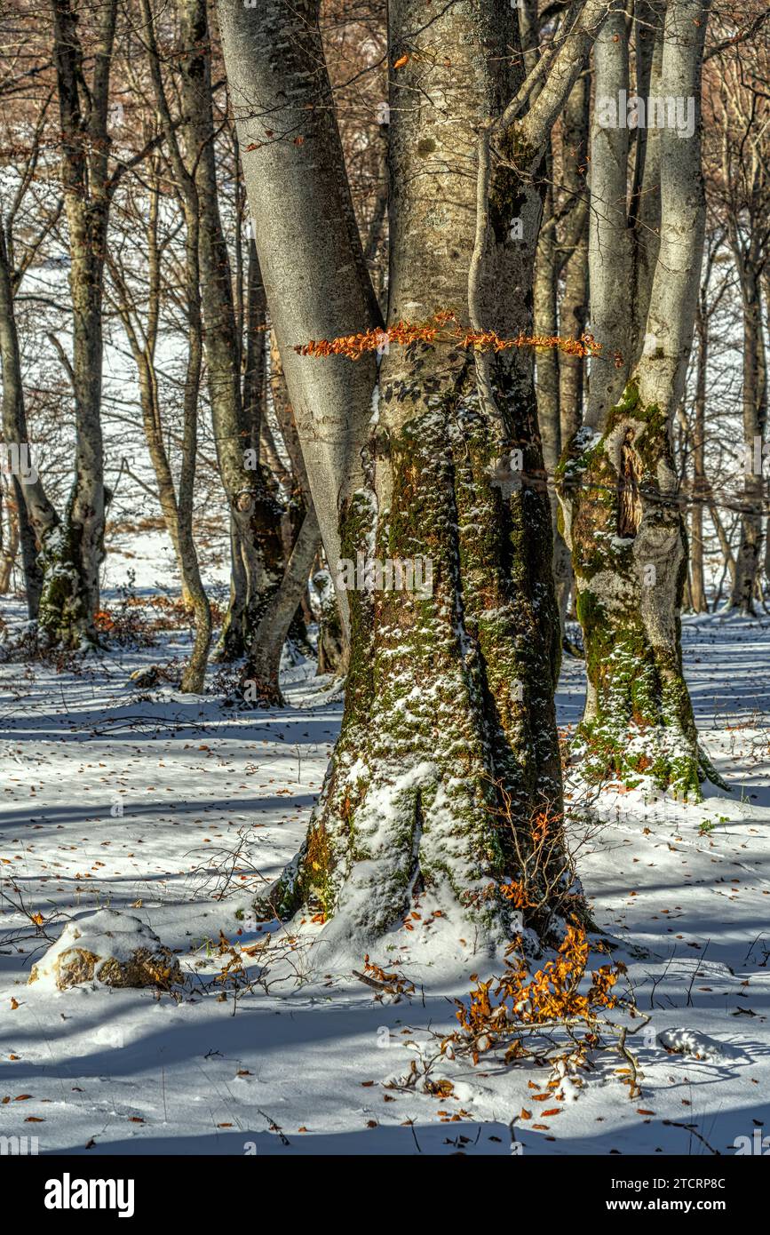 Beech trees, bare of leaves, in a snowy landscape. Bosco di Sant ...