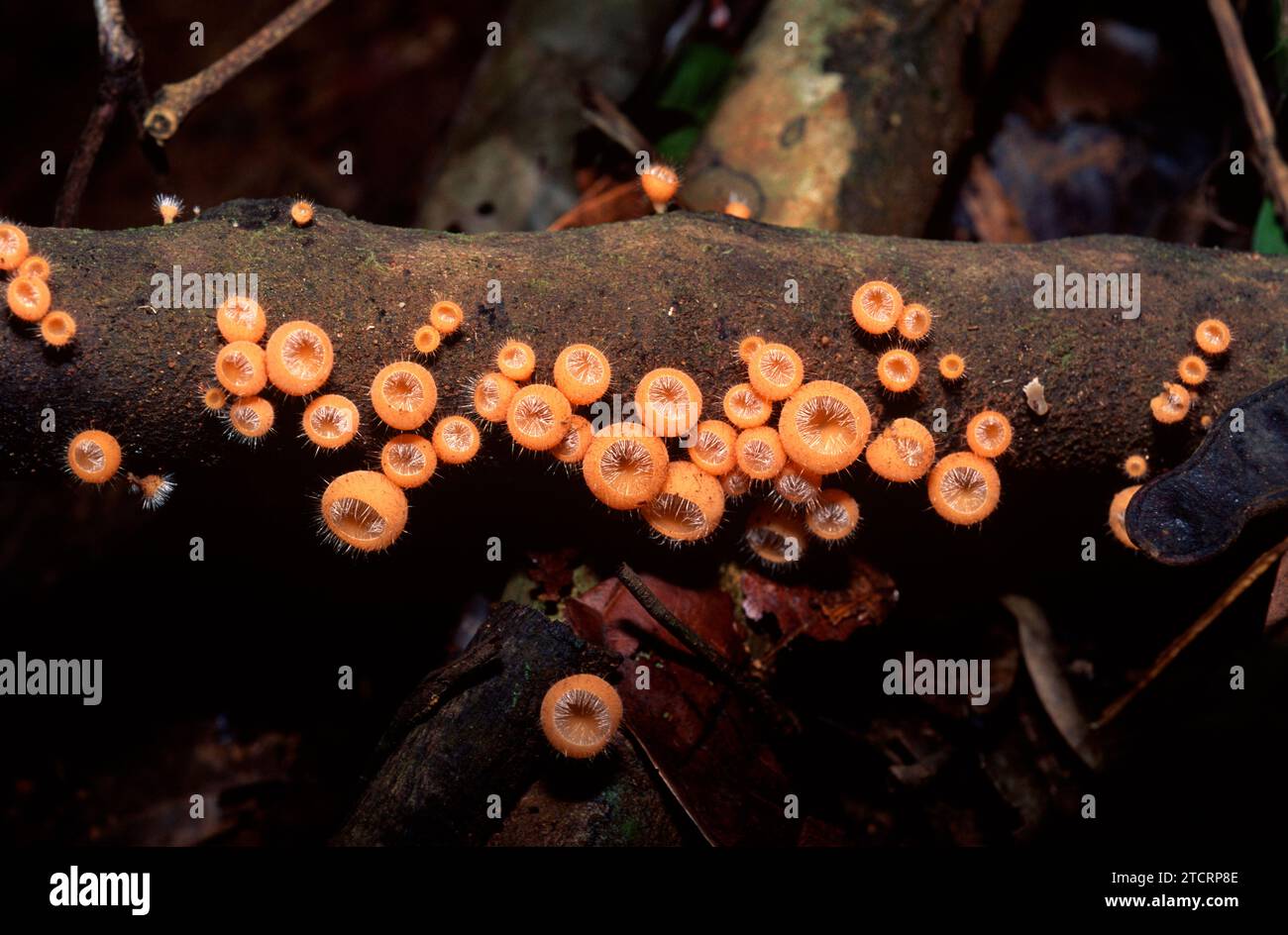 Cookeina tricholoma or Peziza tricholoma is a tropical fungus. This ...