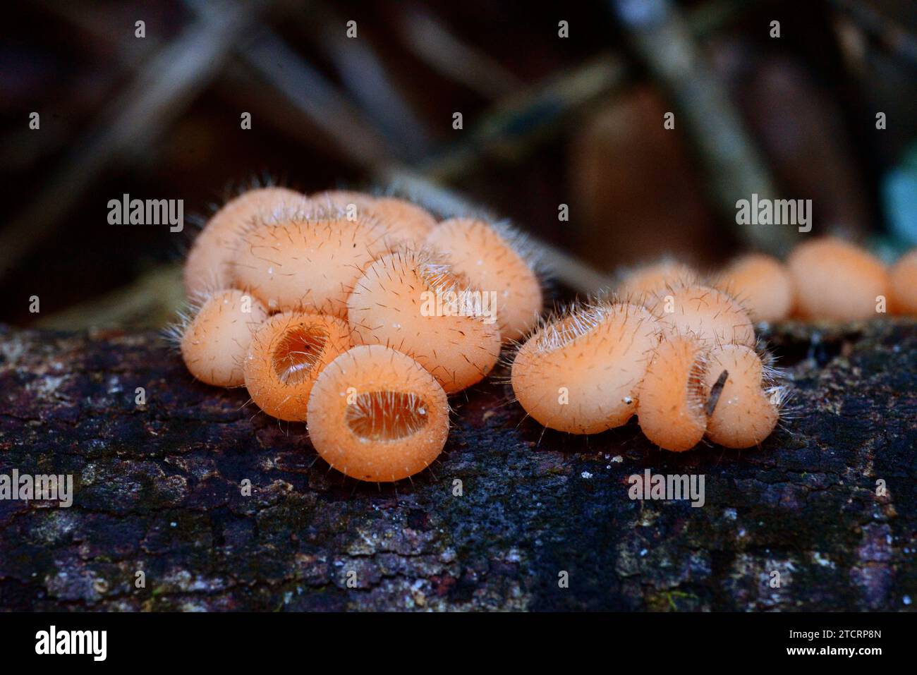 Cookeina tricholoma or Peziza tricholoma is a tropical fungus. This ...