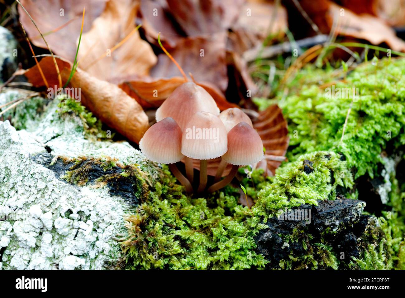 Coprinus disseminatus is a fungus that grows on stumps tree. This photo ...