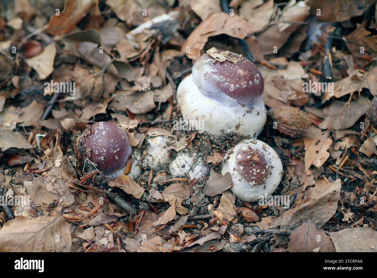 Cortinarius praestans (young) is an edible mushroom. This photo was ...